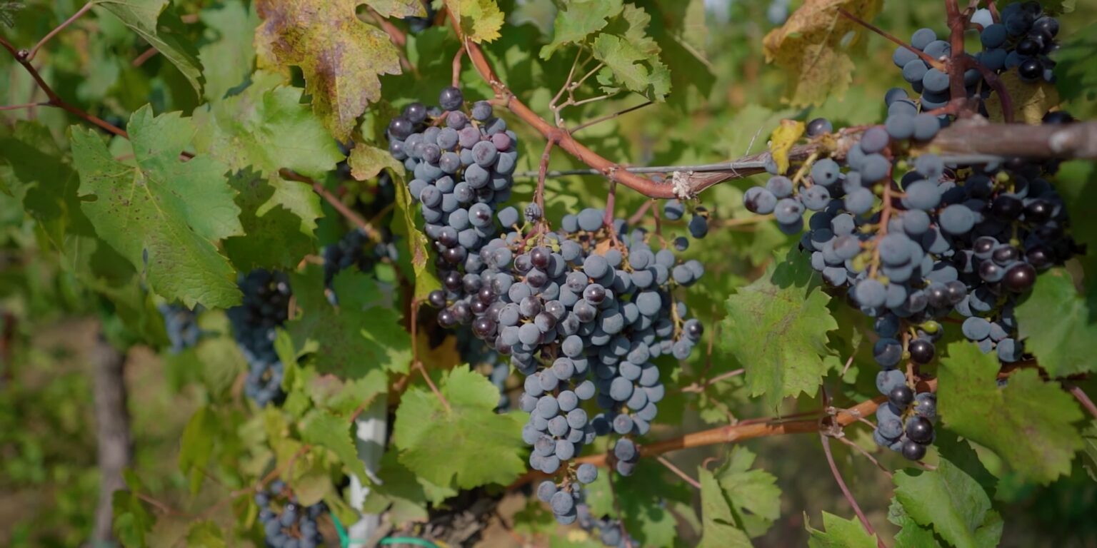 What Does ‘Cuvée’ Mean? Sip by Sip! - Vineyards at Forest Edge